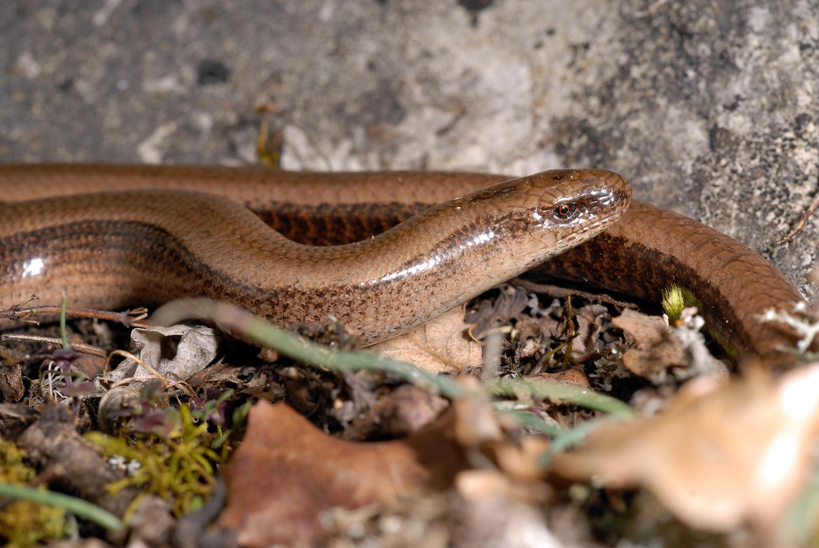 L'Orvet | info fauna