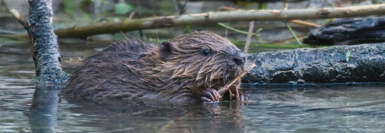 Biologie | info fauna