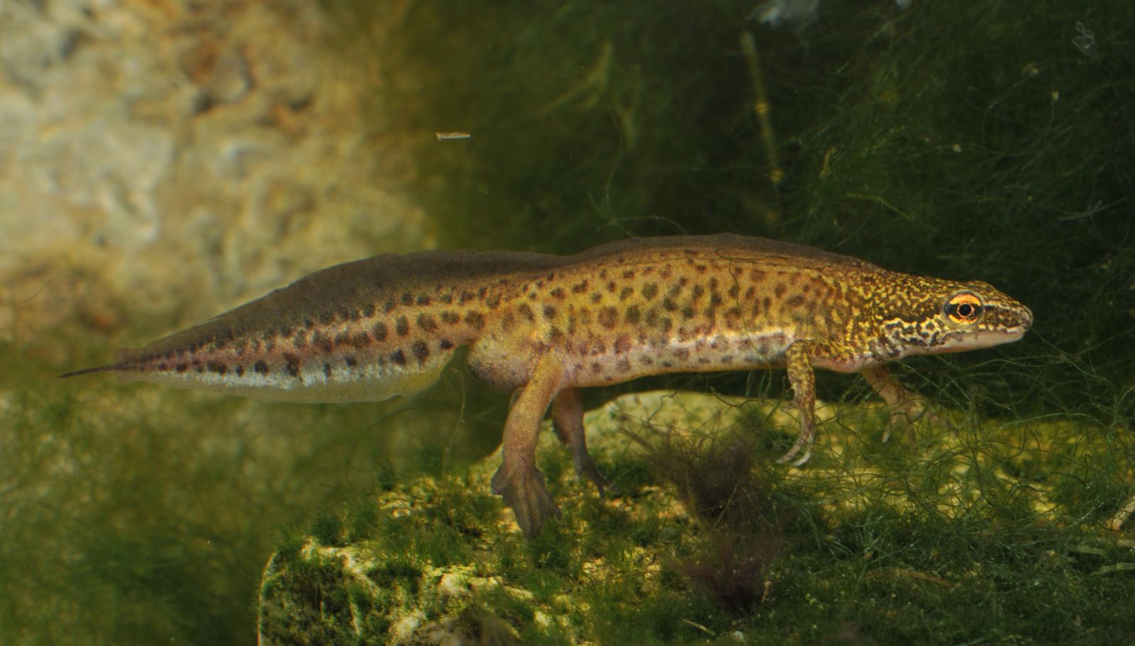 Triton palmé | info fauna