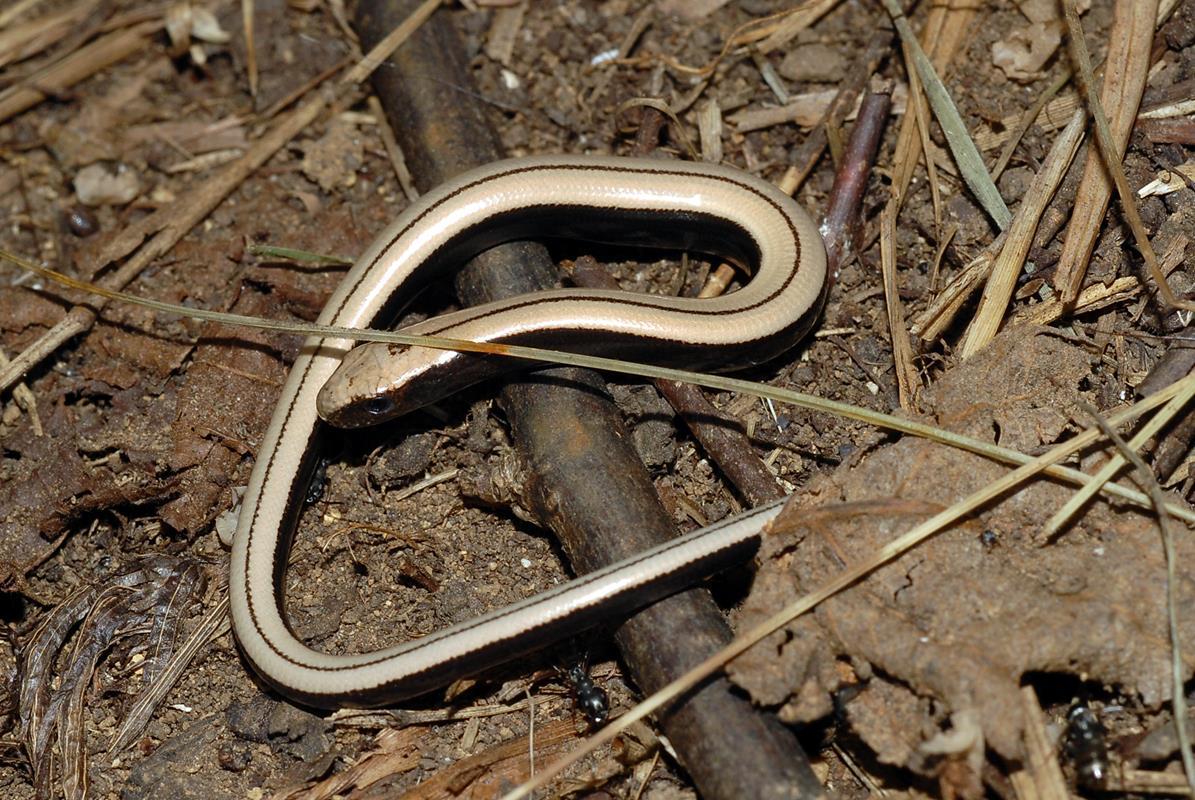 Guide Infofauna – sections | info fauna