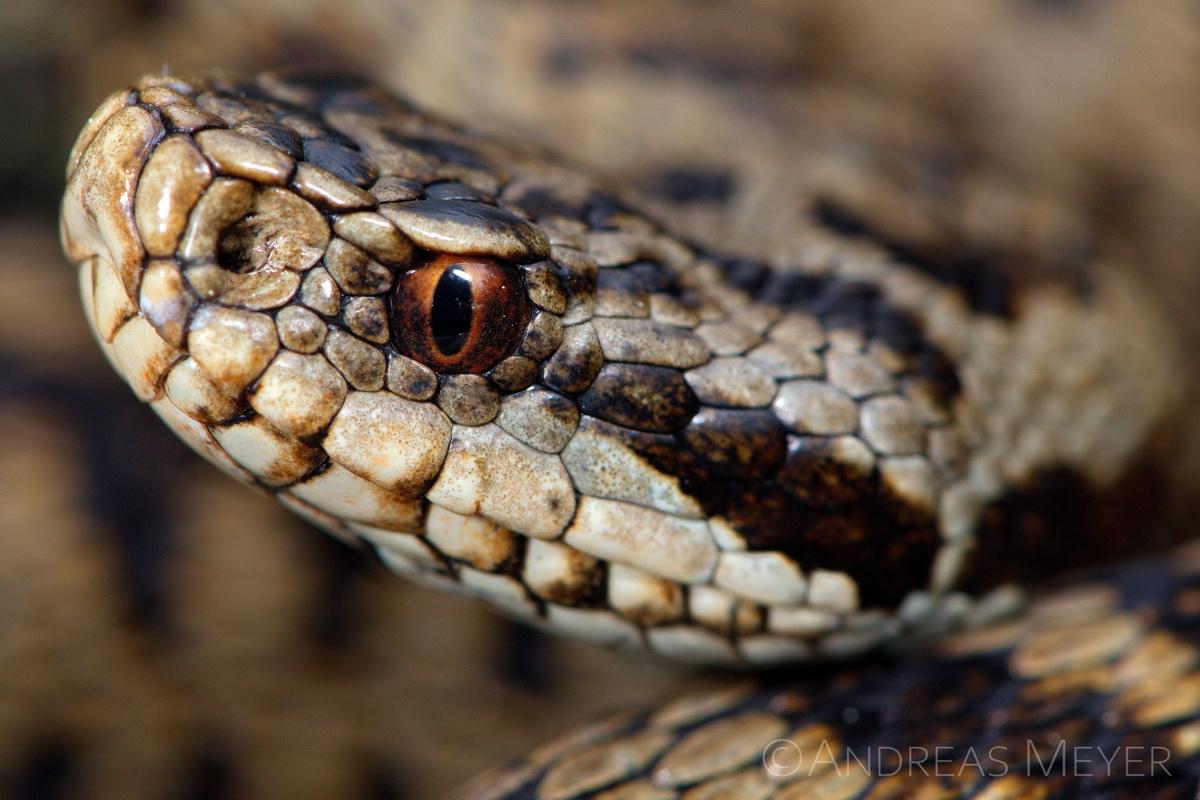 Marasso | info fauna