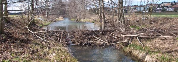 Vielfalt an Biberdämmen in der Schweiz | info fauna